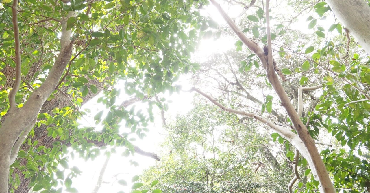 還ってくるの？｜Stella garden‐ステラガーデン‐｜井藤雅子