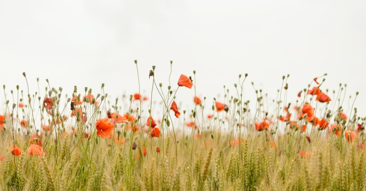 自然と人が共存する未来のために、僕は木を選んだ｜KOTARO ANZAI