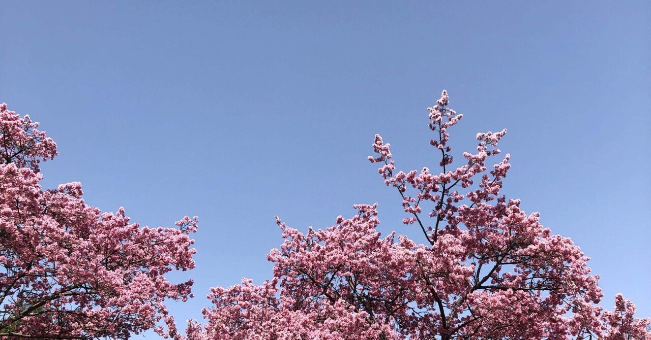 春になった。｜a-mu｜note