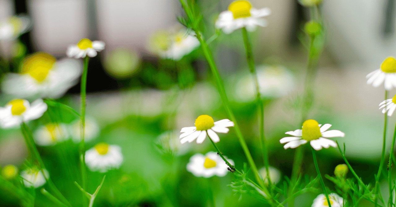 想像力｜sachiko｜note