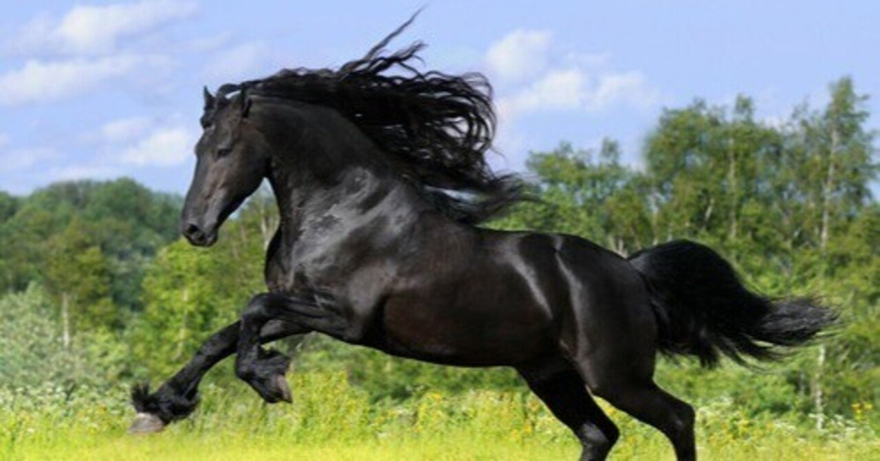 🐴船橋8r💰🐴313（月）1825発走【信用度💰💰ssss 】《指数予想・競馬予想☑》みんなと勝てますよう ※見解付き｜競馬予想 まなの