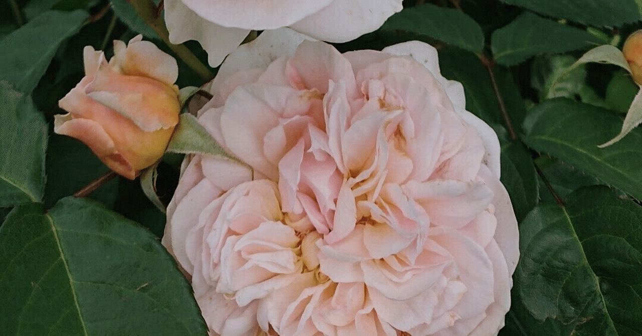 ubuntu install｜blue06_2022｜note