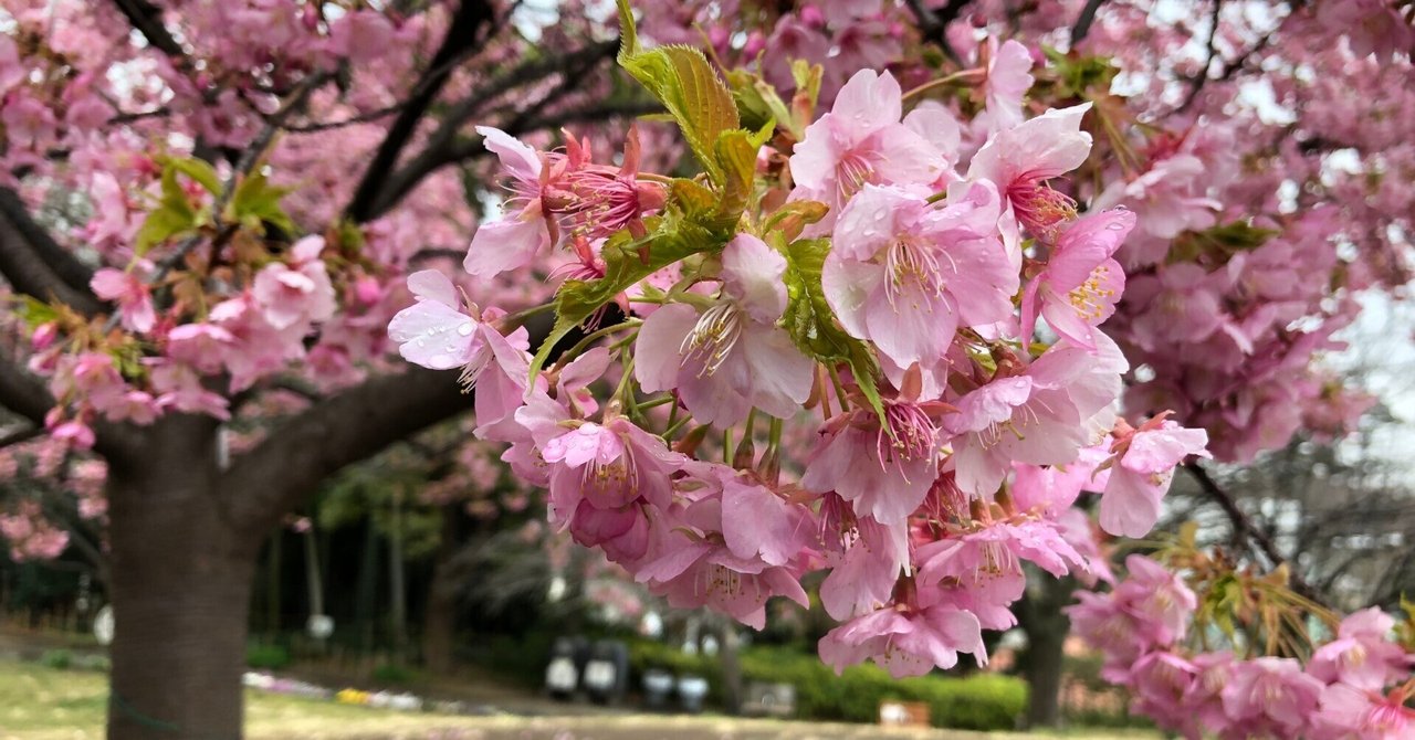 2023年3月_代官山茶話会は？｜D-RASHISA｜note