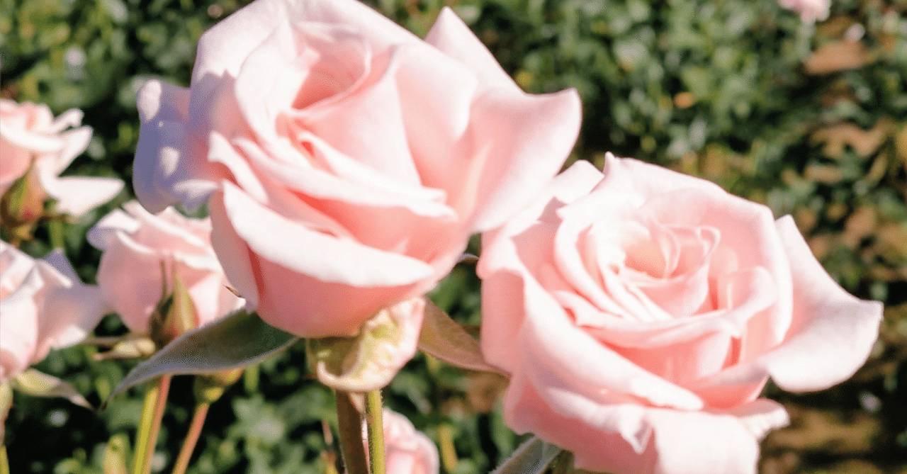 go the distance｜Elena｜note