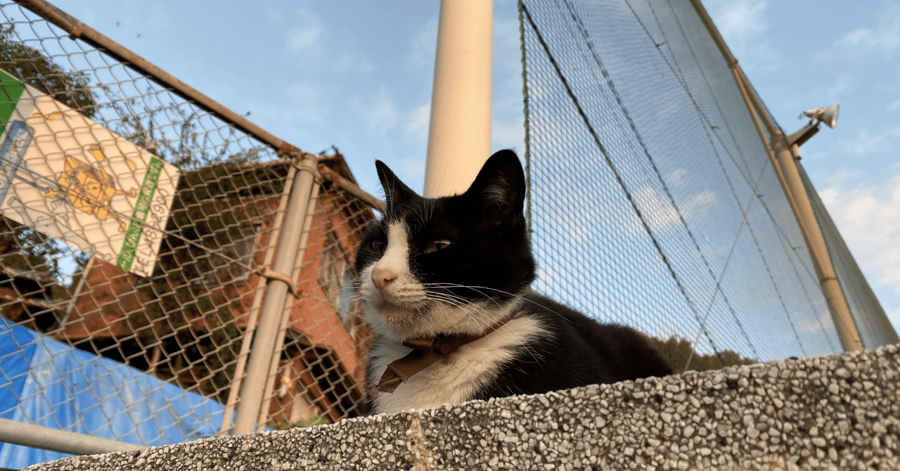 尾道ねこのまち｜ちょうこ こころの家事代行