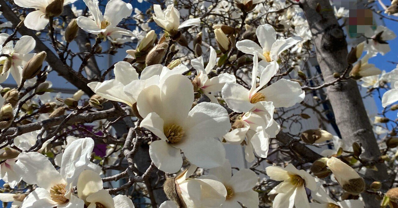 辛夷満開｜之哲／Yuki Satoru｜note