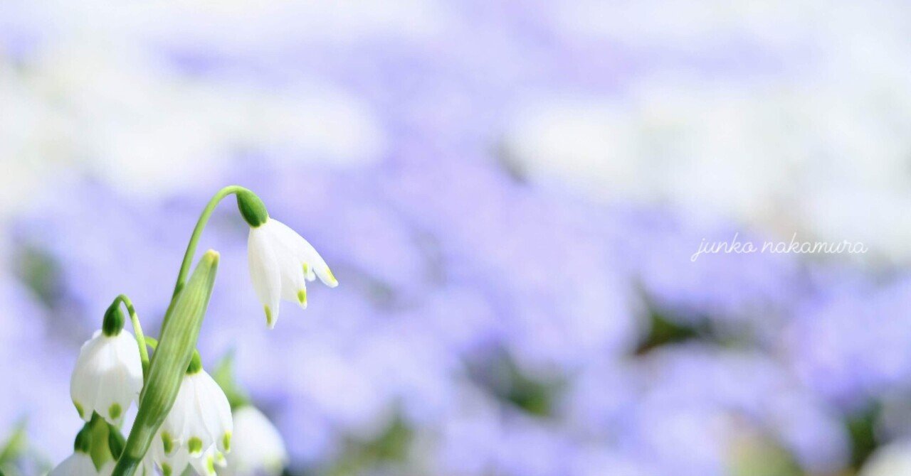 〈写真素材屋さん〉スノーフレーク｜junko｜note
