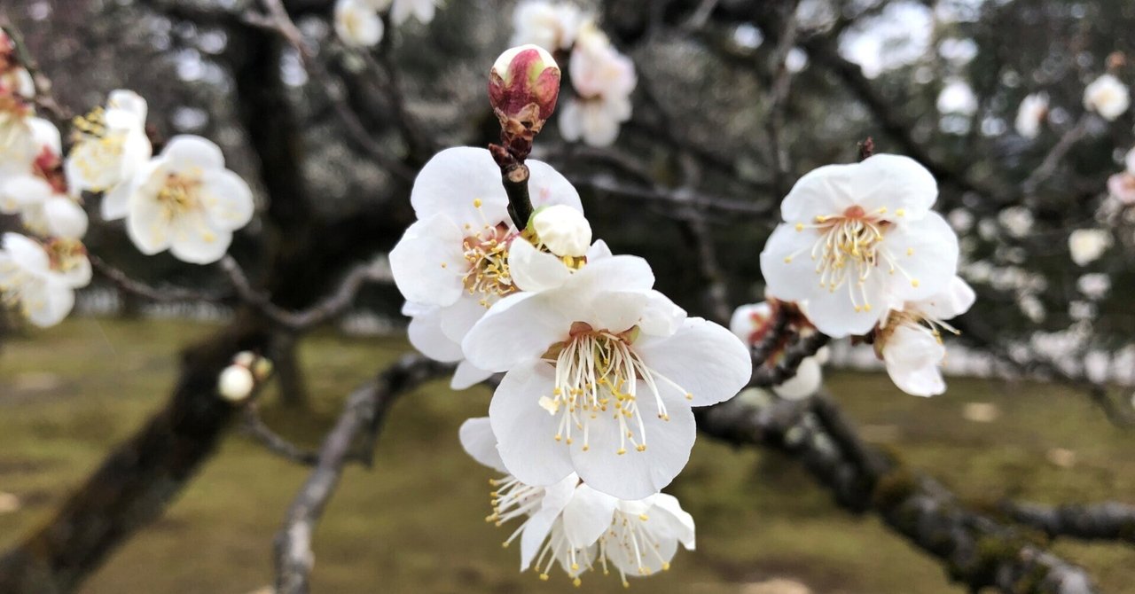 今日の1枚（2023/3/14）｜Chikako｜note