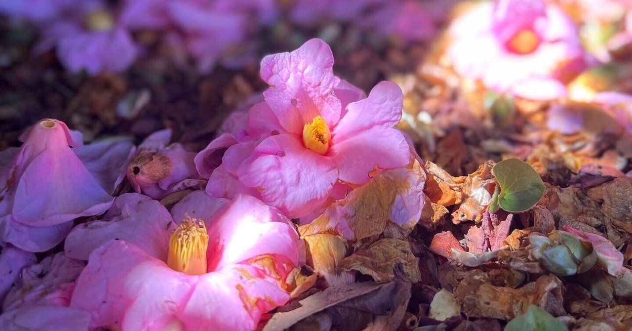 AGRUであそぼ新企画スタートしました♬｜reiko｜note