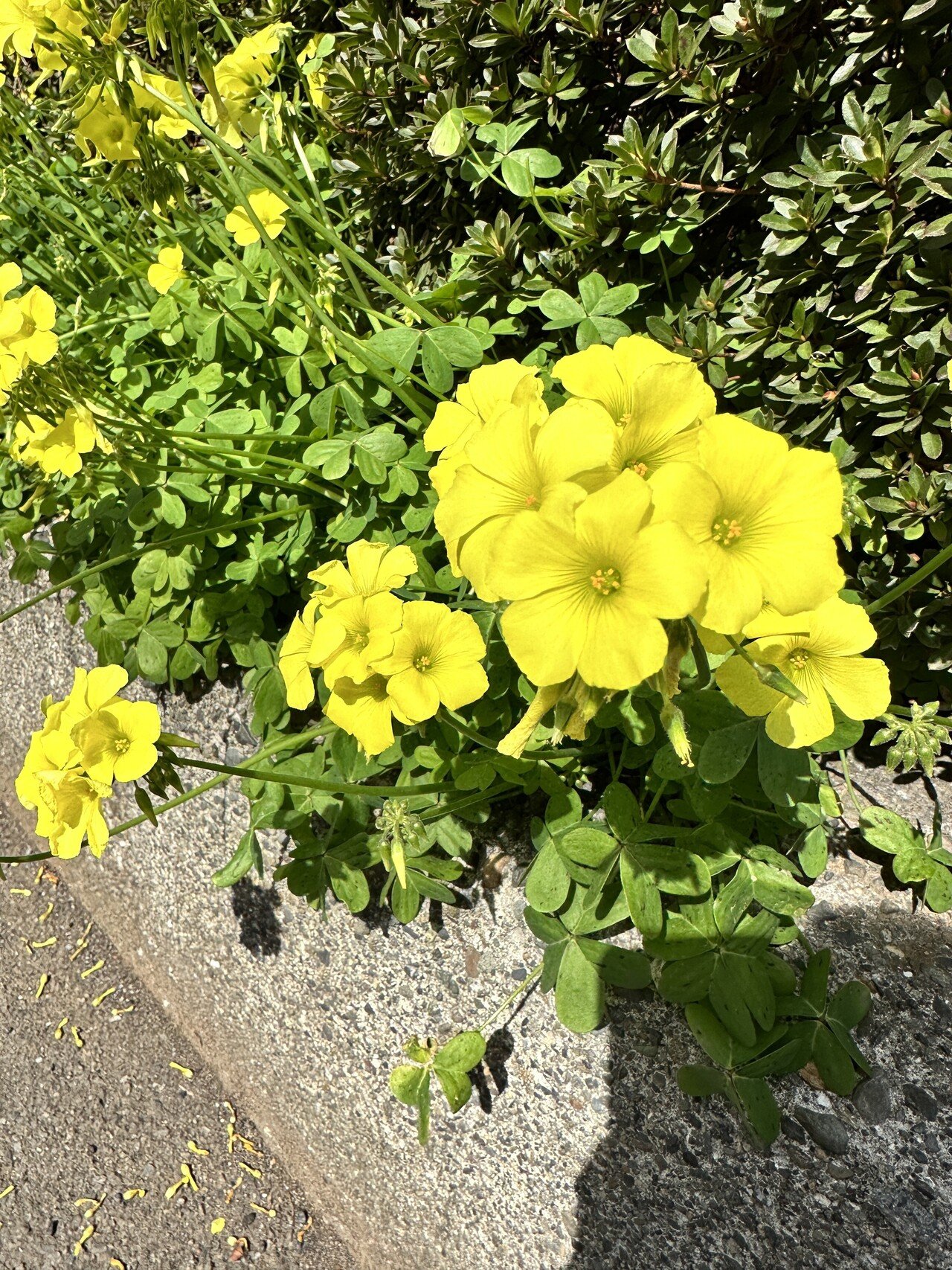 うちのメダカさん🐠 産卵が始まりました。 春です🥰 なんかどこまででも飛んでいけそうな気分（笑）🕊｜Chie coco｜note