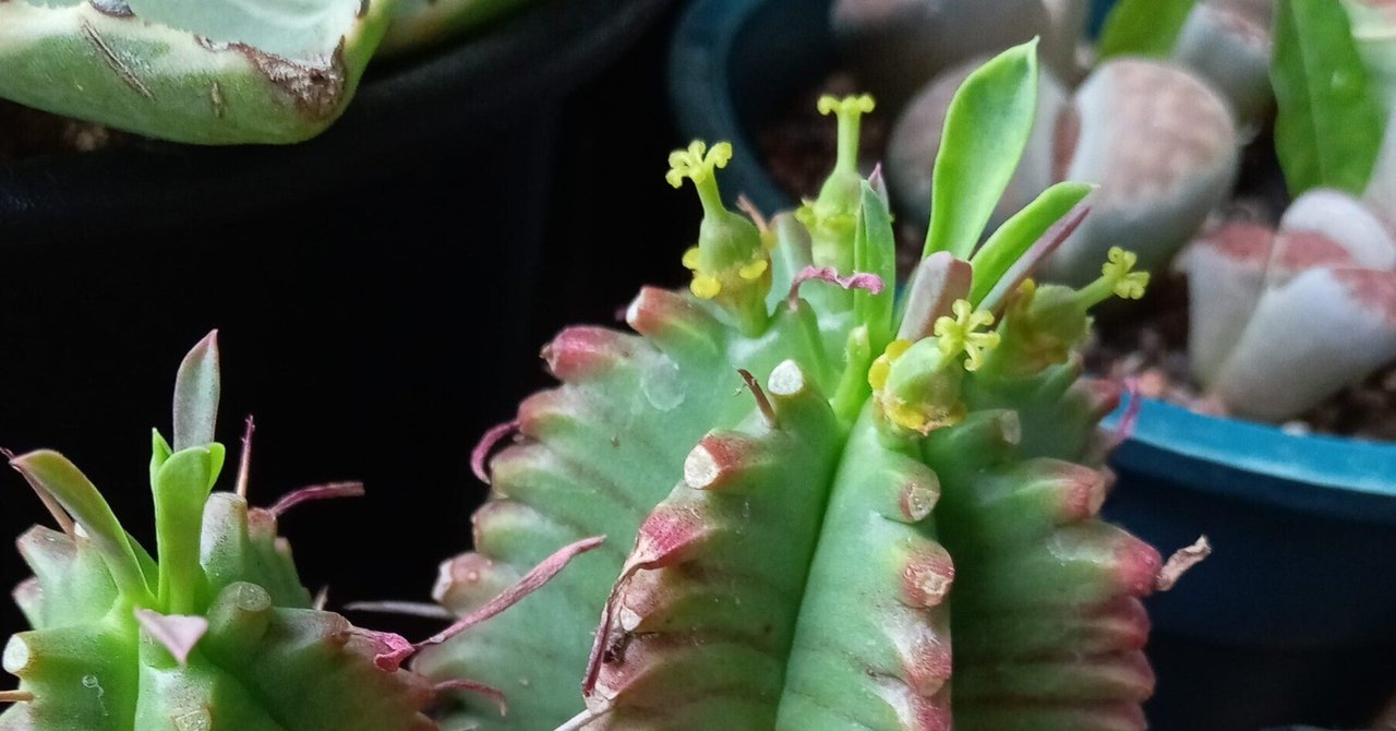 ユーフォルビアって？？｜cuctus_0580