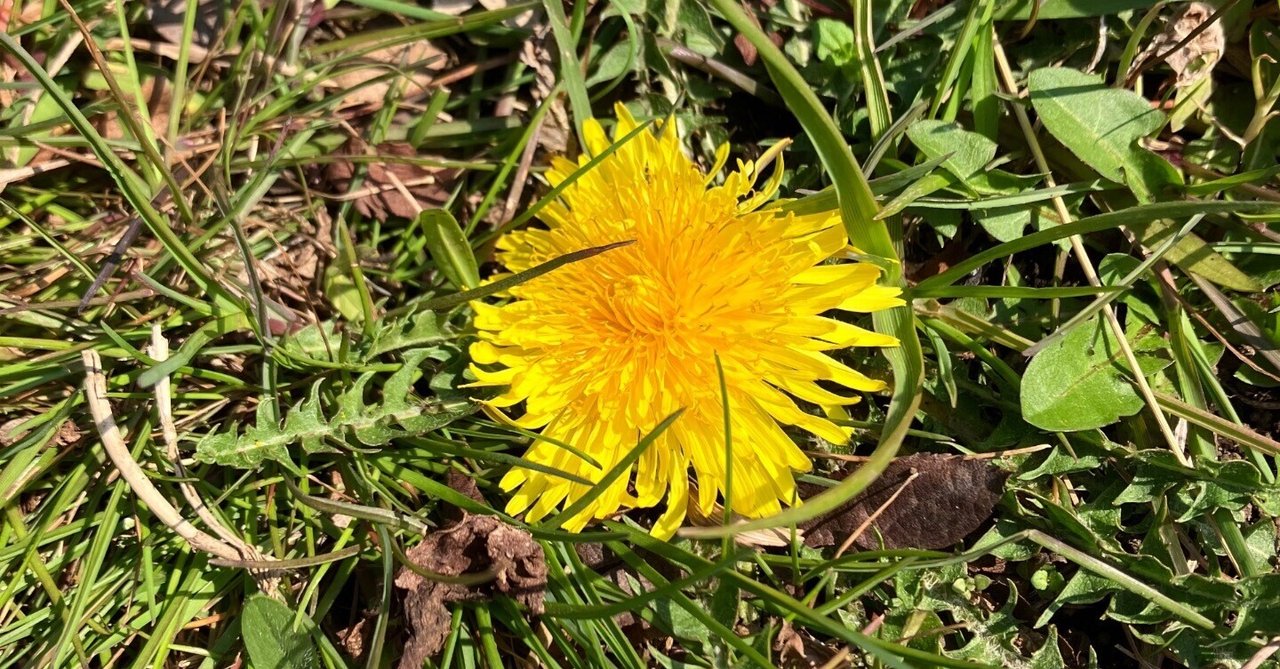 【日記】二度見｜ichi LABO｜note