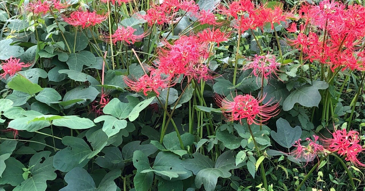 プライド、欲、嫉妬は知らぬうちに蓄積されるもの｜cocoa｜note