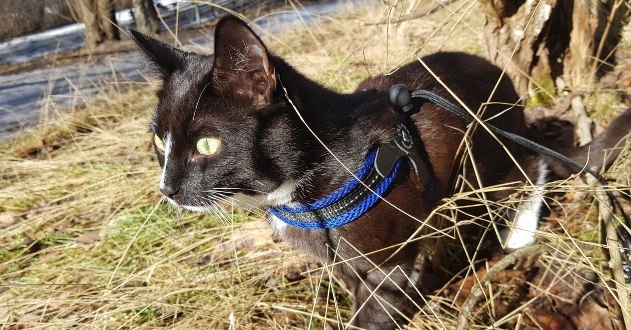 太陽を浴びながら森散歩 🐈｜Ren｜note