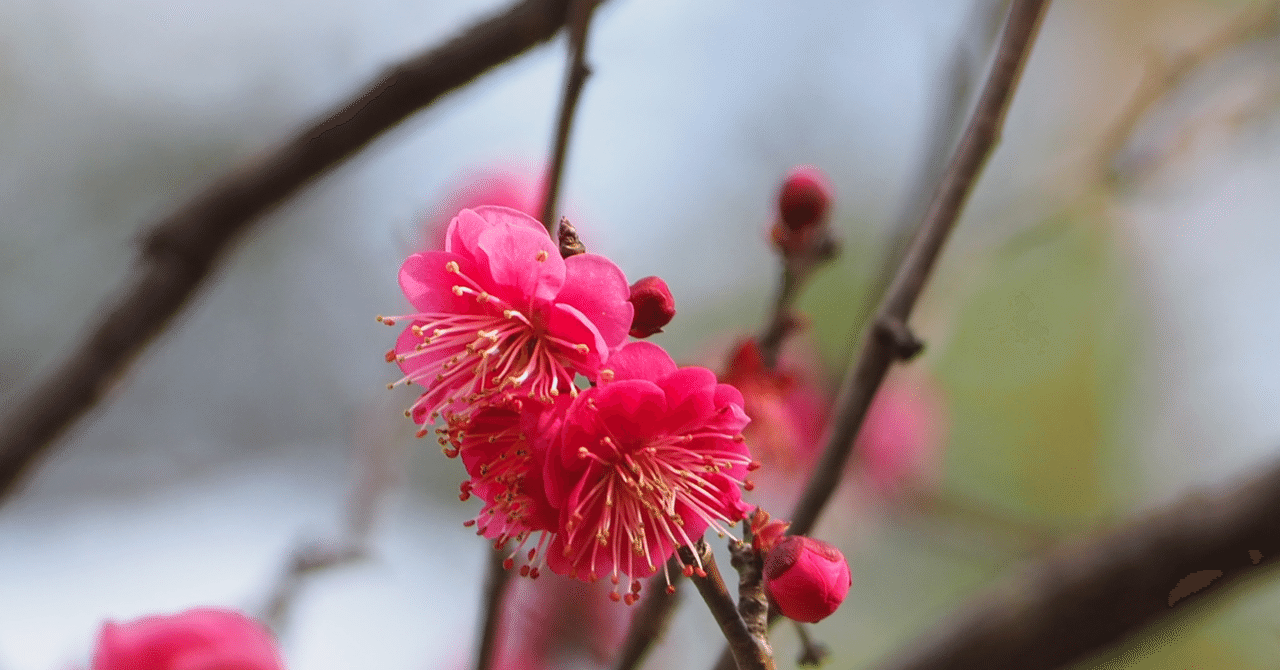 もがいた末に・・・｜AKIKOさん｜note