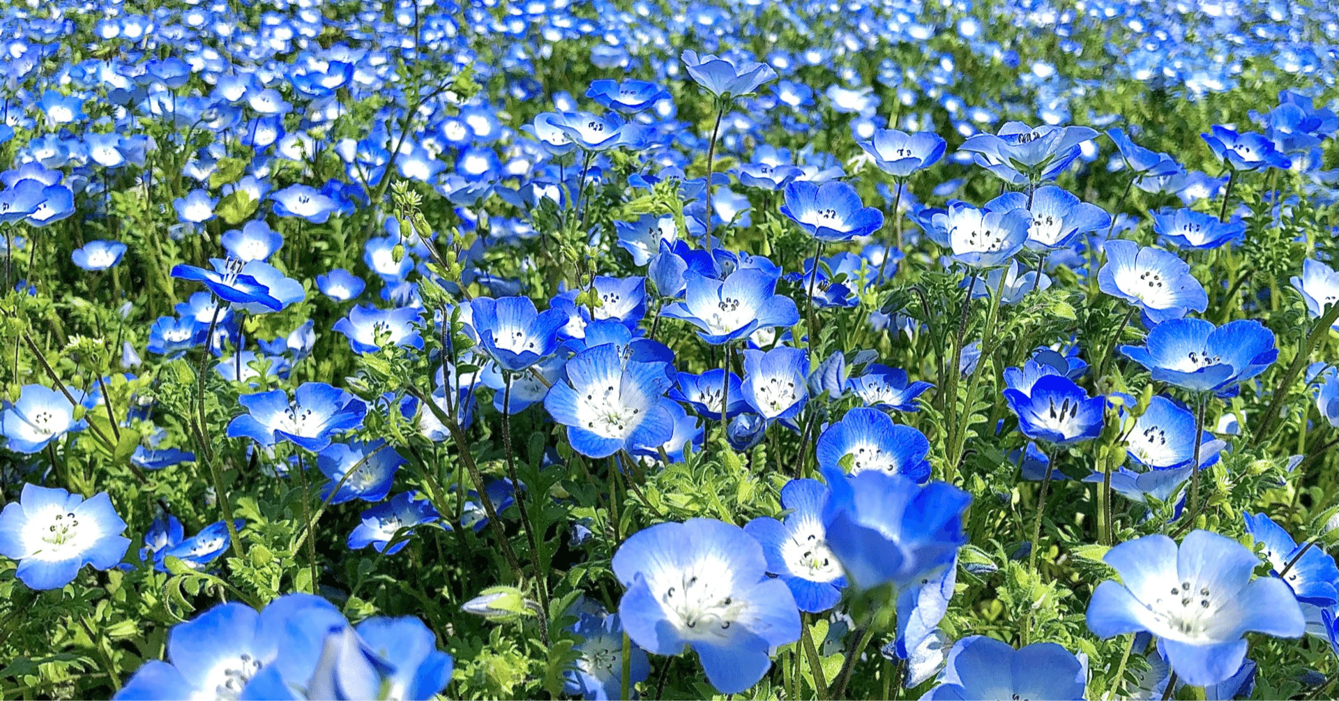 tomomi@manowa.｜note