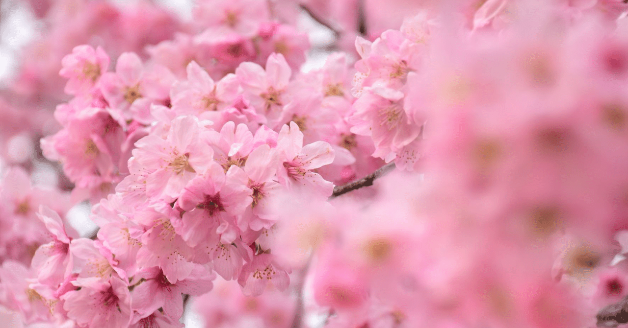 スプリングS 2023 最終追い切りで良かったのは〇〇🏇人気馬の追い切り評価は？🐎｜webwriter_U