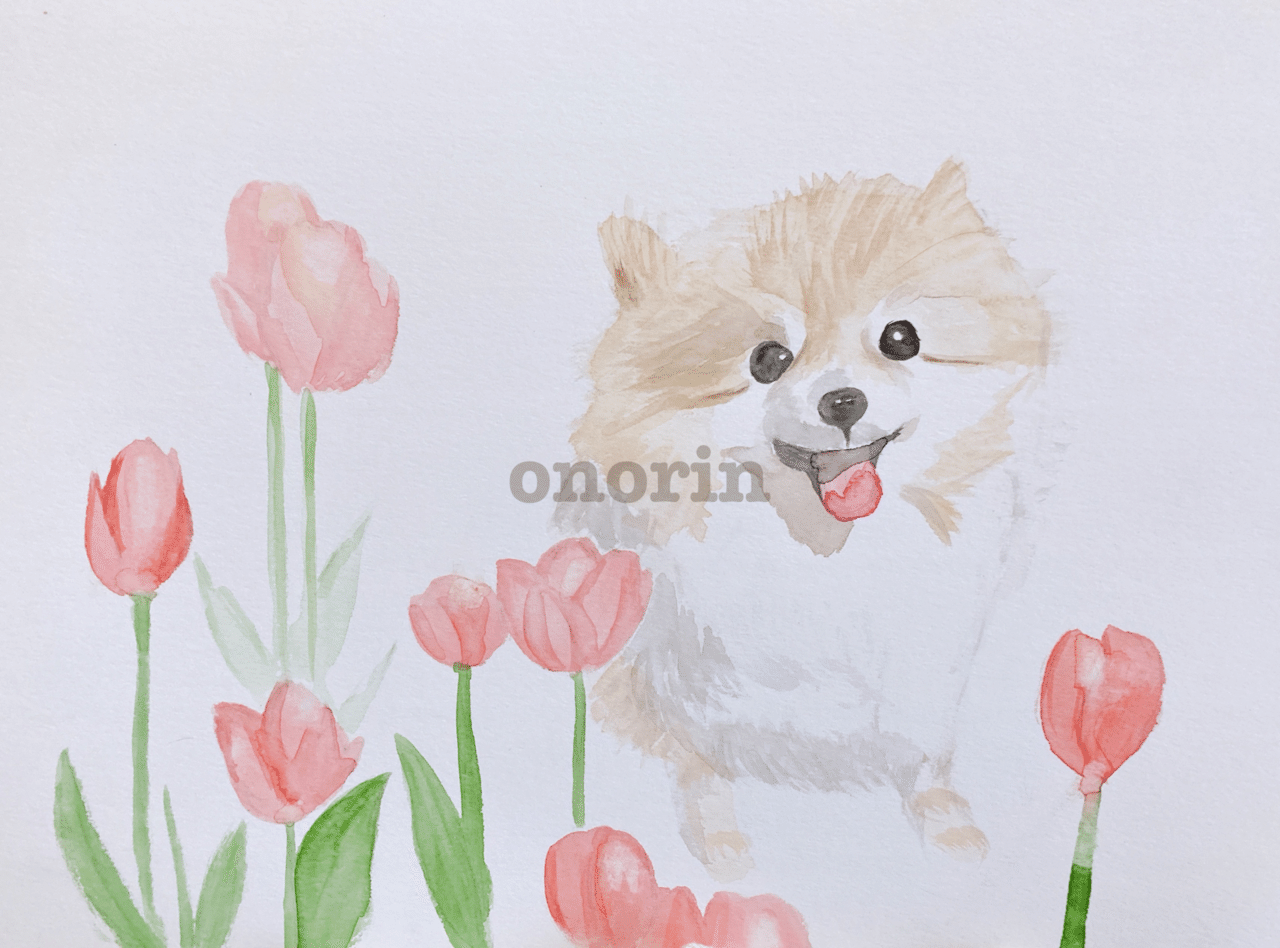 水彩画 ポメラニアンとチューリップ｜onorin_57