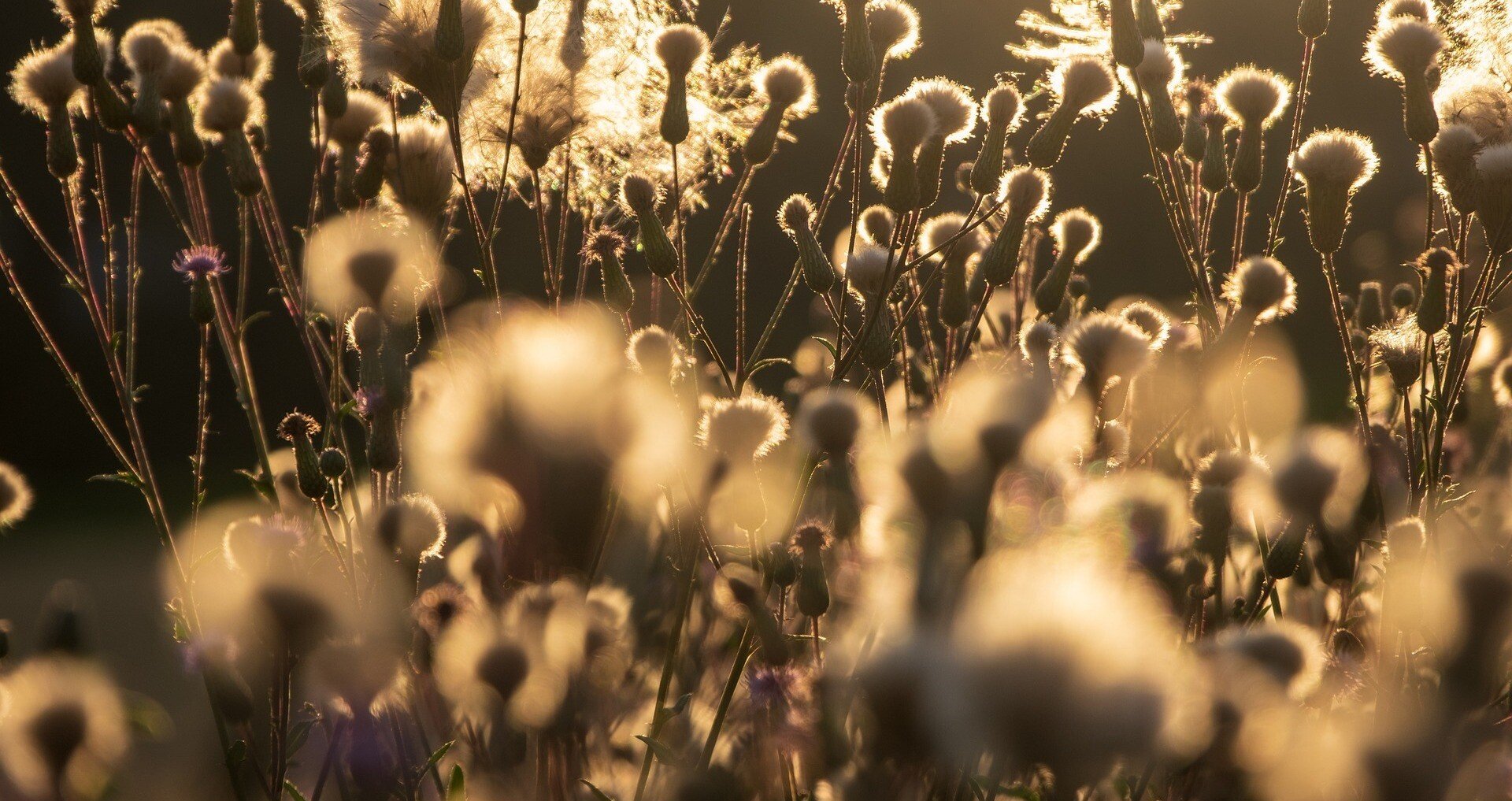 小説未満・エッセイ・その他｜薊詩乃/Azami Shino｜note