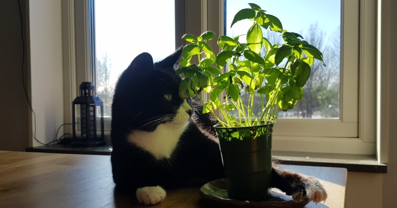 ご機嫌な猫 🐈｜Ren｜note