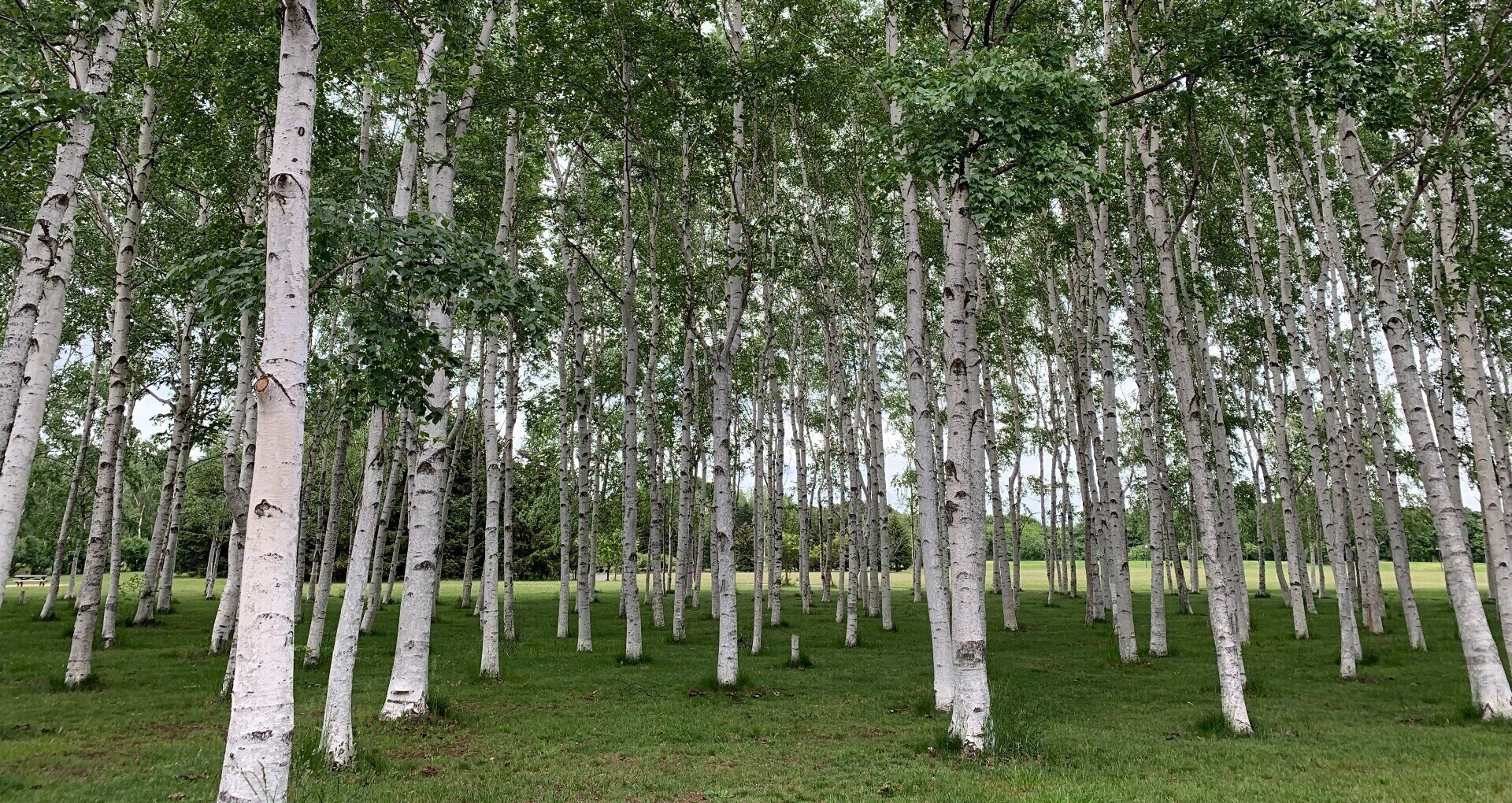 Tomomi Kanemoto｜note