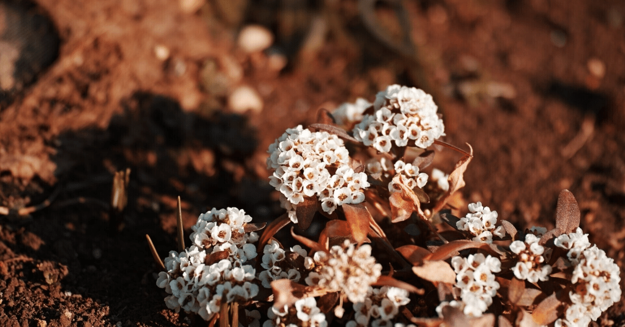 "自分"にできることは限られている～憧れはほどほどに～｜Ryosuke Matsusima｜note