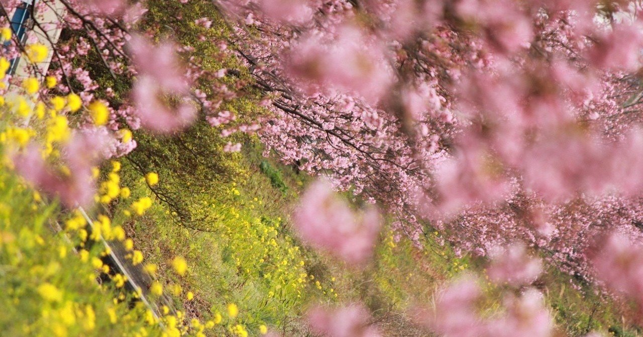 桜と私のこと。｜nagare｜note