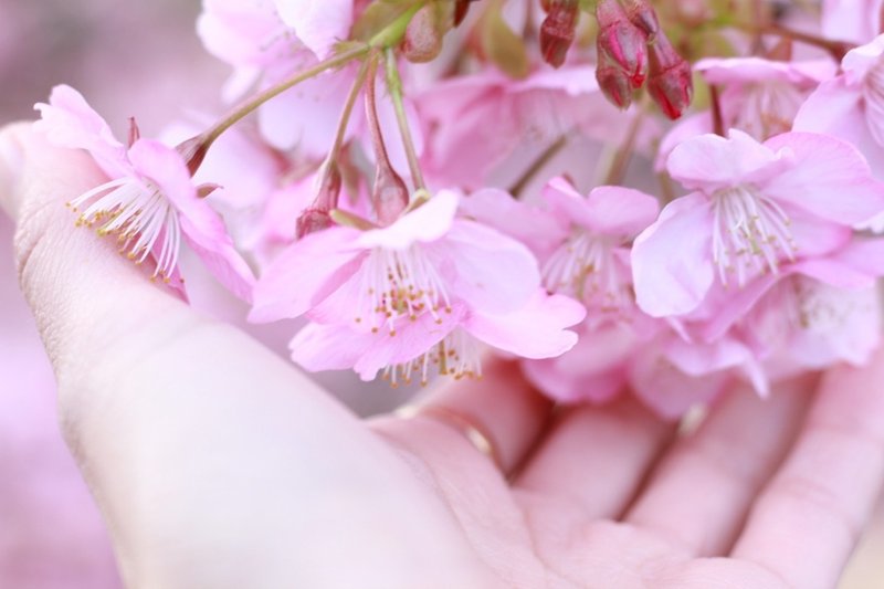 桜と私のこと。｜nagare｜note