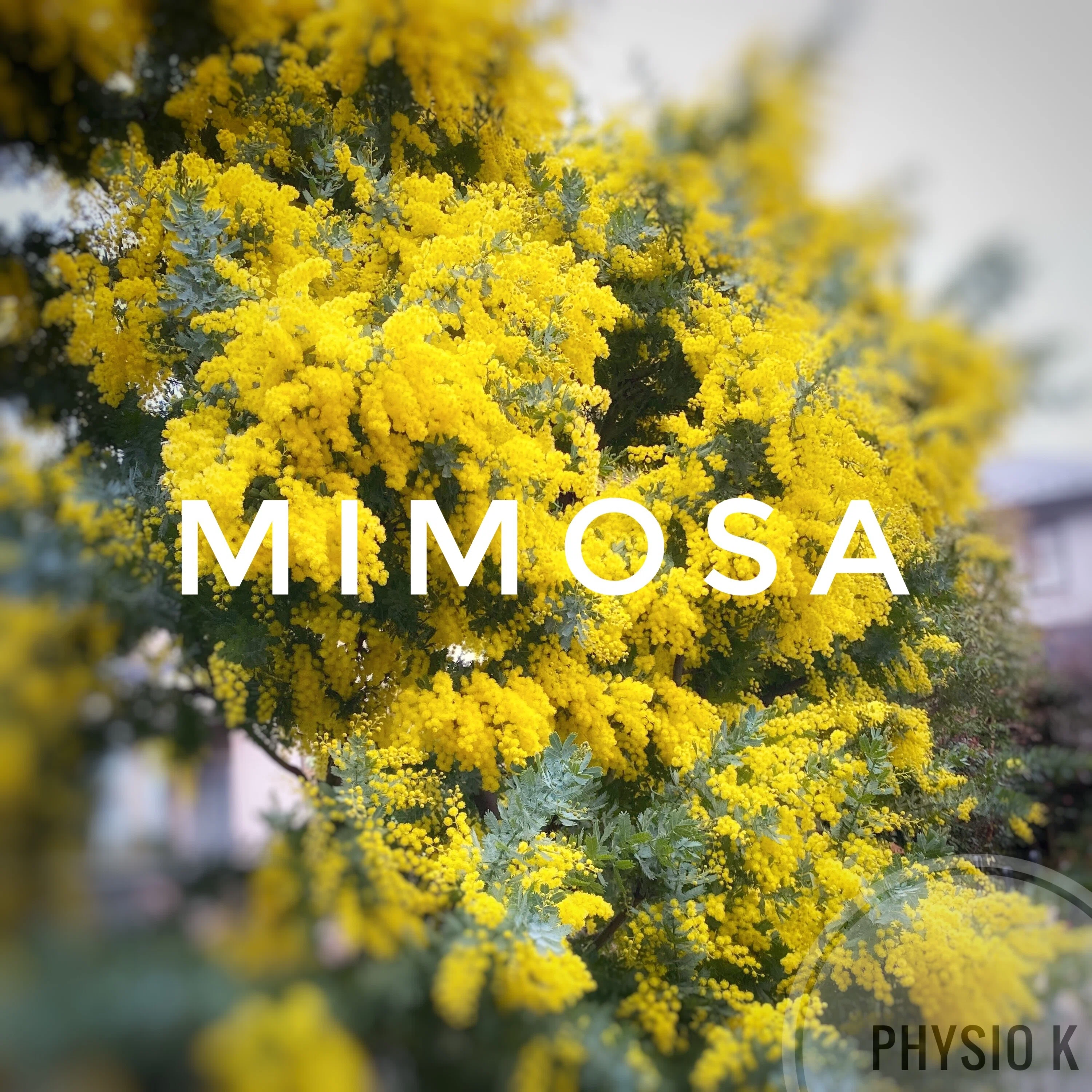 MIMOSA｜Physio K