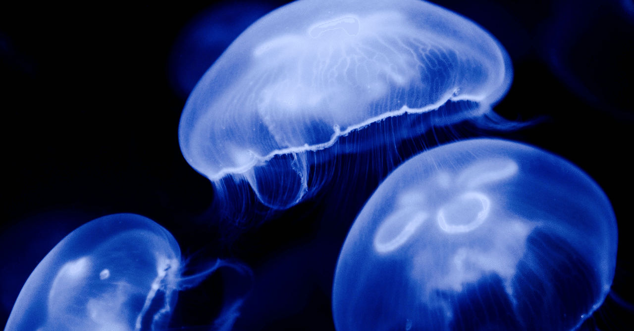 海の月と書いてクラゲ。夢は覚めるからちょうどいい。｜菜穂@ hibi writer｜note