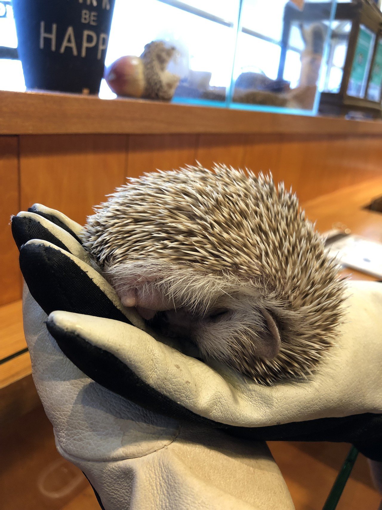 ハリネズミさん、おねむです。｜OFFICE NAMEKO