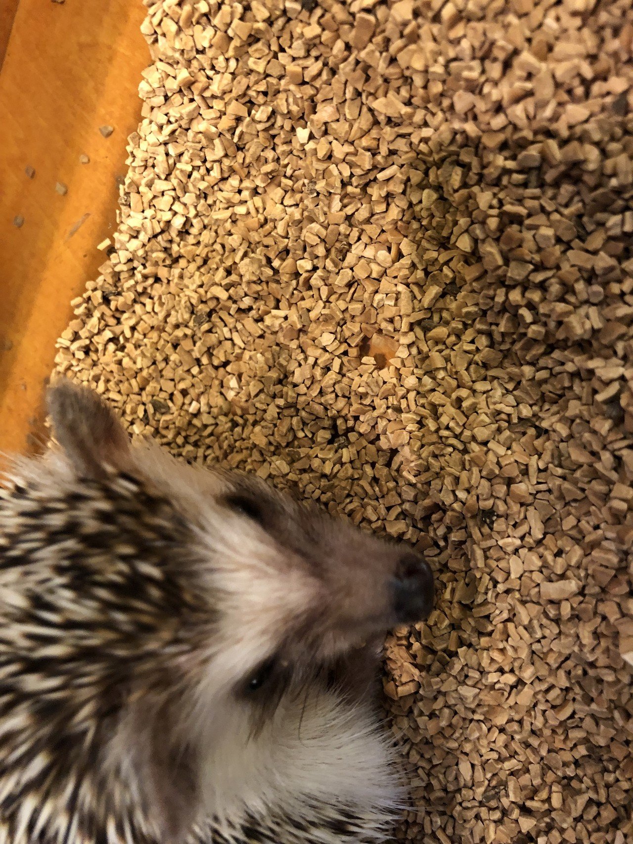 ハリネズミさん、おねむです。｜OFFICE NAMEKO