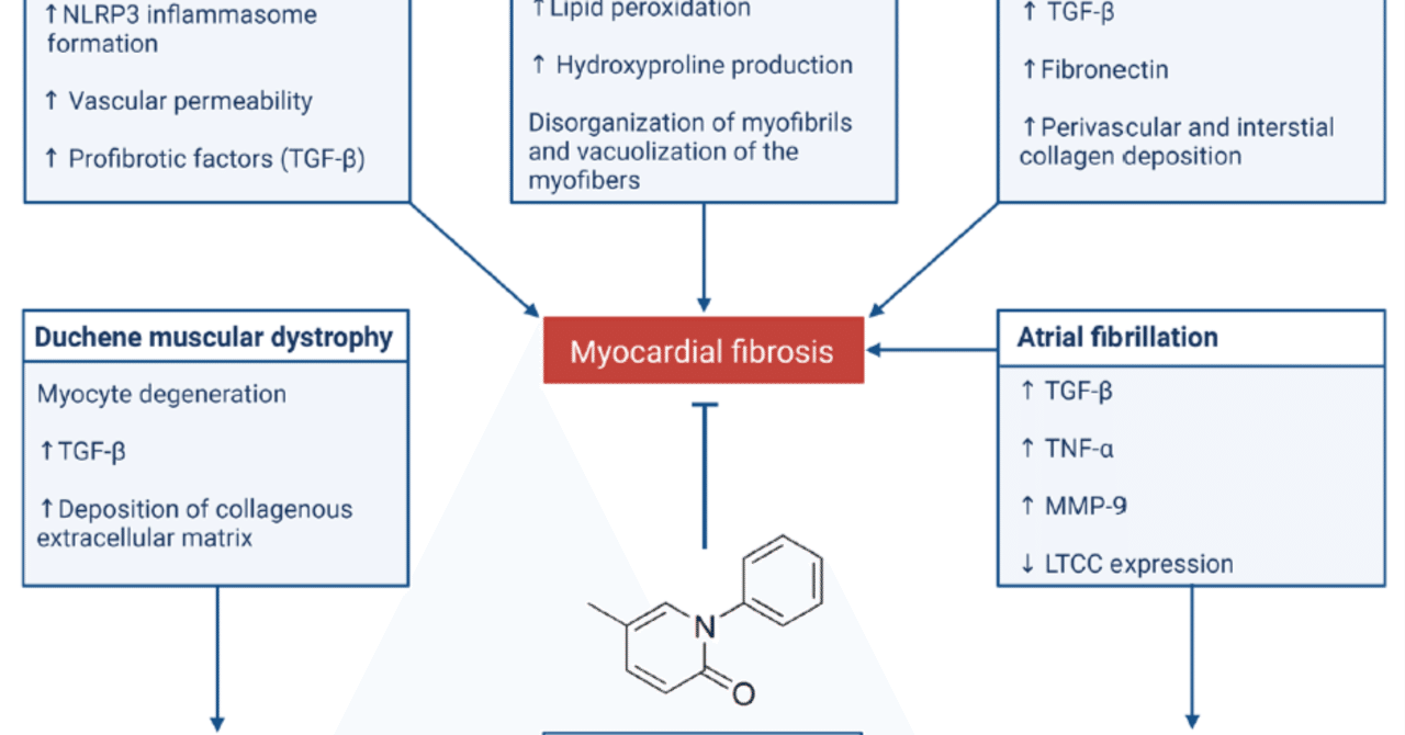 書記が論文読むだけ#1173-Pirfenidone as a novel cardiac protective treatment｜Writer_Rinka｜note