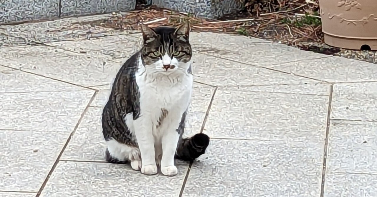 稲取にこらっしぇ〜出会いねこ編🐾〜2023.3.20〜｜riko｜note