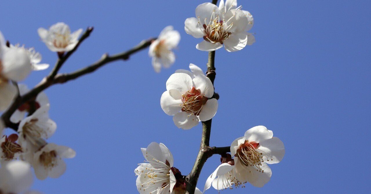 お知らせ｜Sei｜note