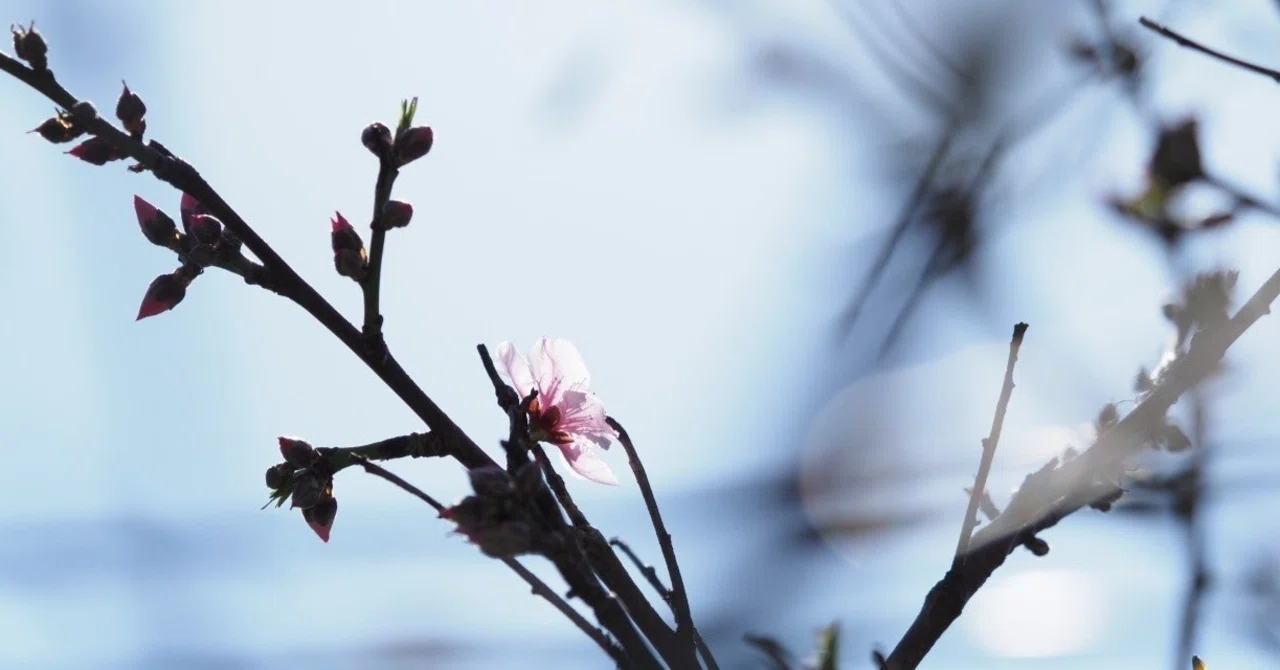 さまざまの事おもひ出す桜かな （松尾芭蕉）｜az8t-fji｜note