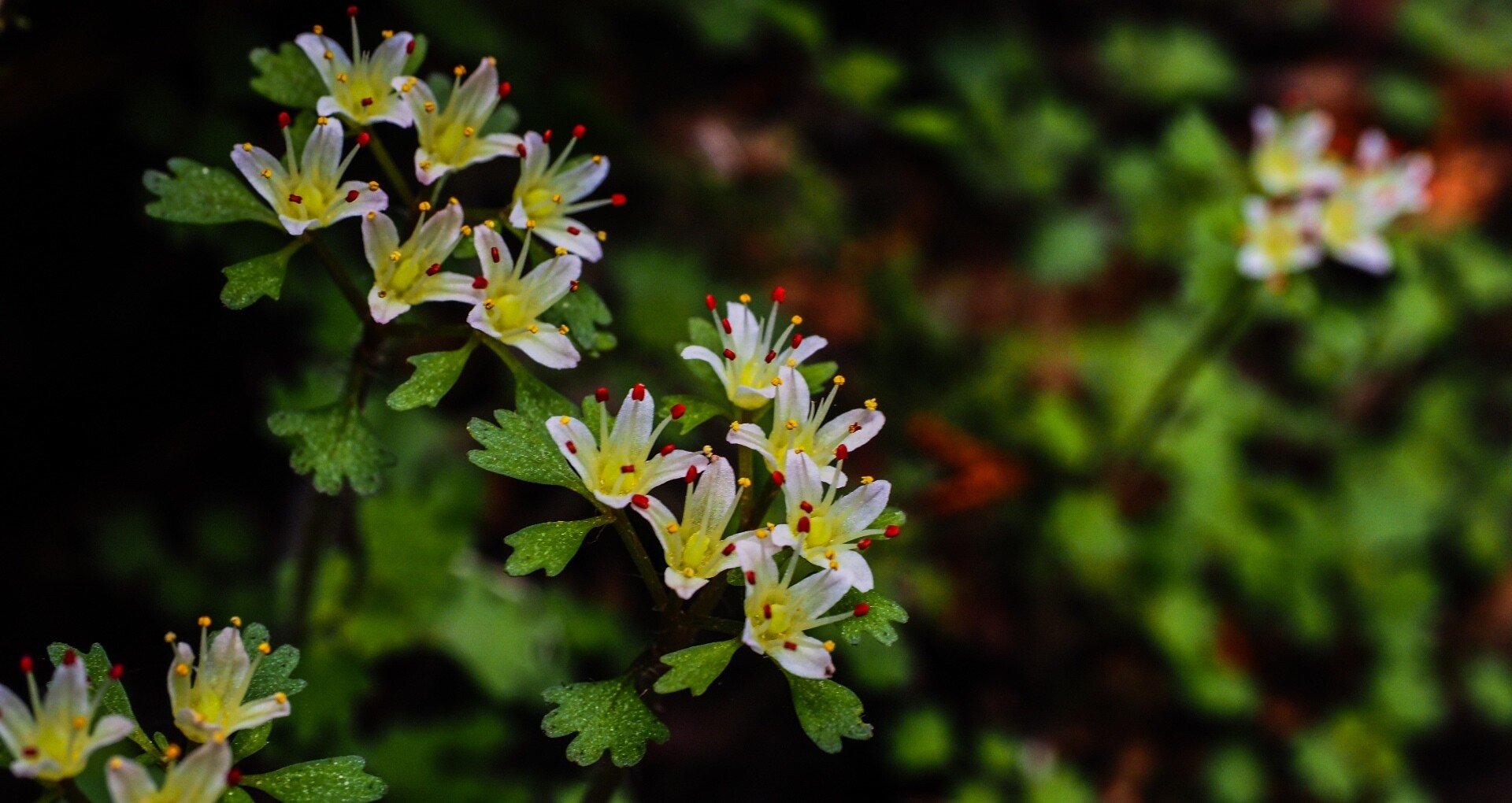 高尾歳時記｜悠星 Yusei｜note