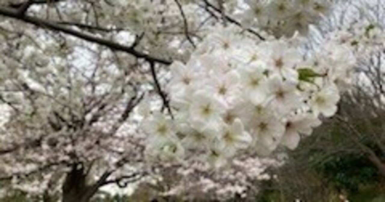 最強開運日！｜Kirin_desu