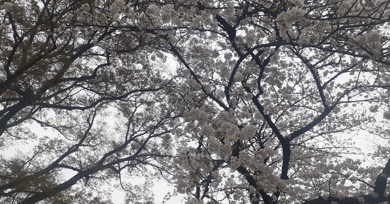 さくら｜Michitake Matsui｜note