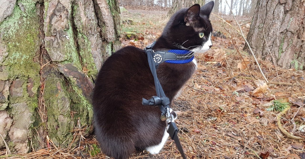 今日も朝から森散歩 🐈｜Ren｜note