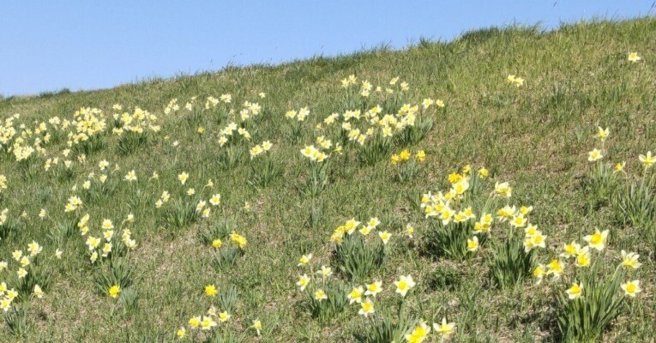 プレミアム白桃ソフト｜sou｜note