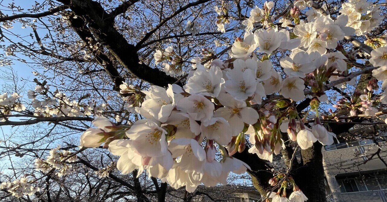 春爛漫｜PURIN ｜note