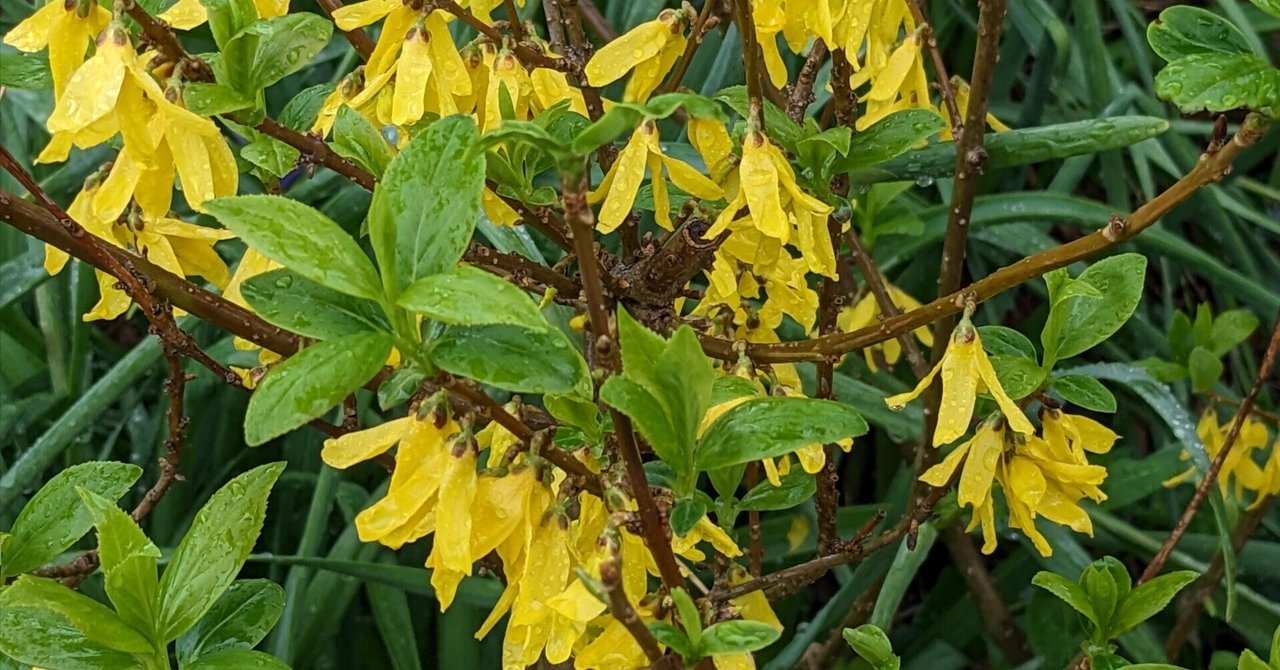 【keiko随想】春の長雨・なたね梅雨・桜にかかる花の雨／一雨ごとの暖かさ☂｜kekko