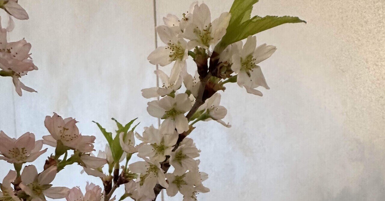 Whatever｜your beauty の中の人｜note