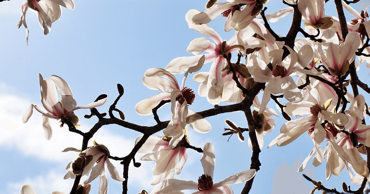 別れあり出会いあり｜kiyopon｜note