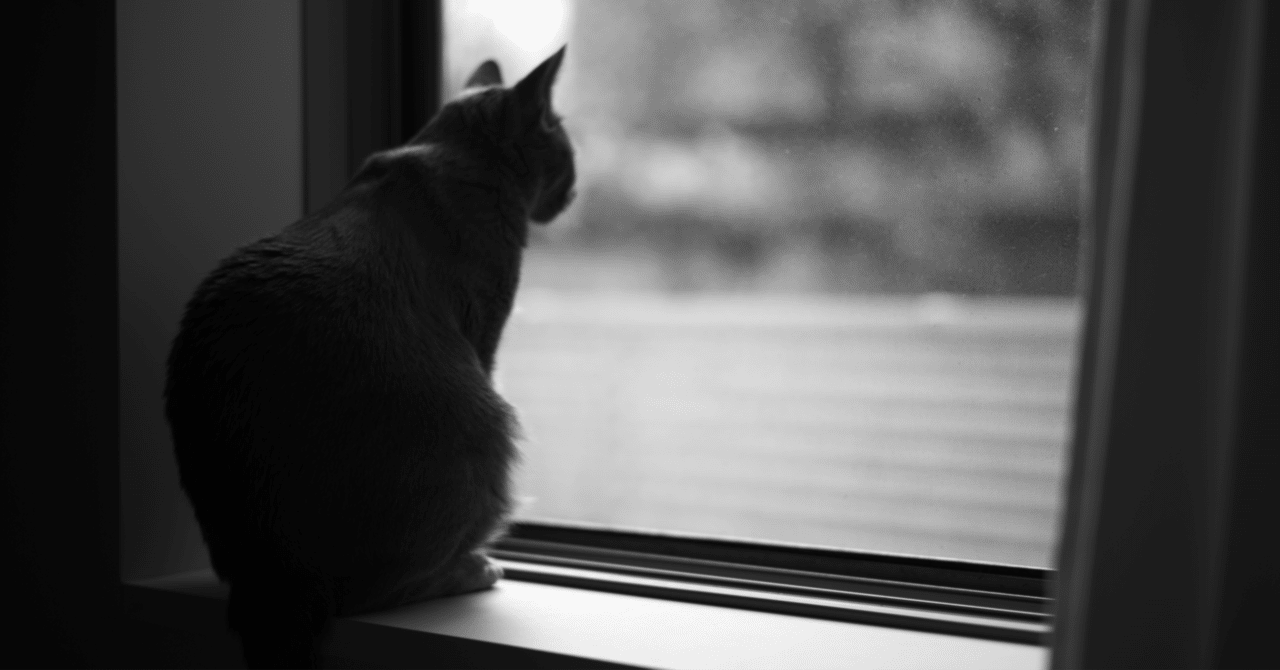 shirasu｜shirasu camera