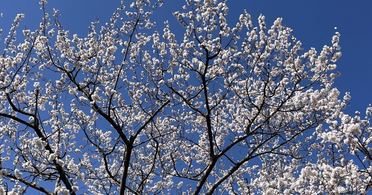 桜の季節🌸｜Yuko Kinoshita｜note