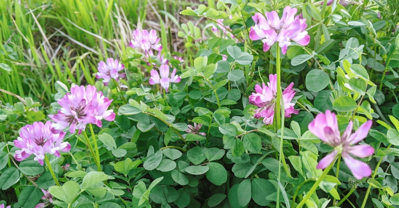 python 処理系を調査｜blue06_2022