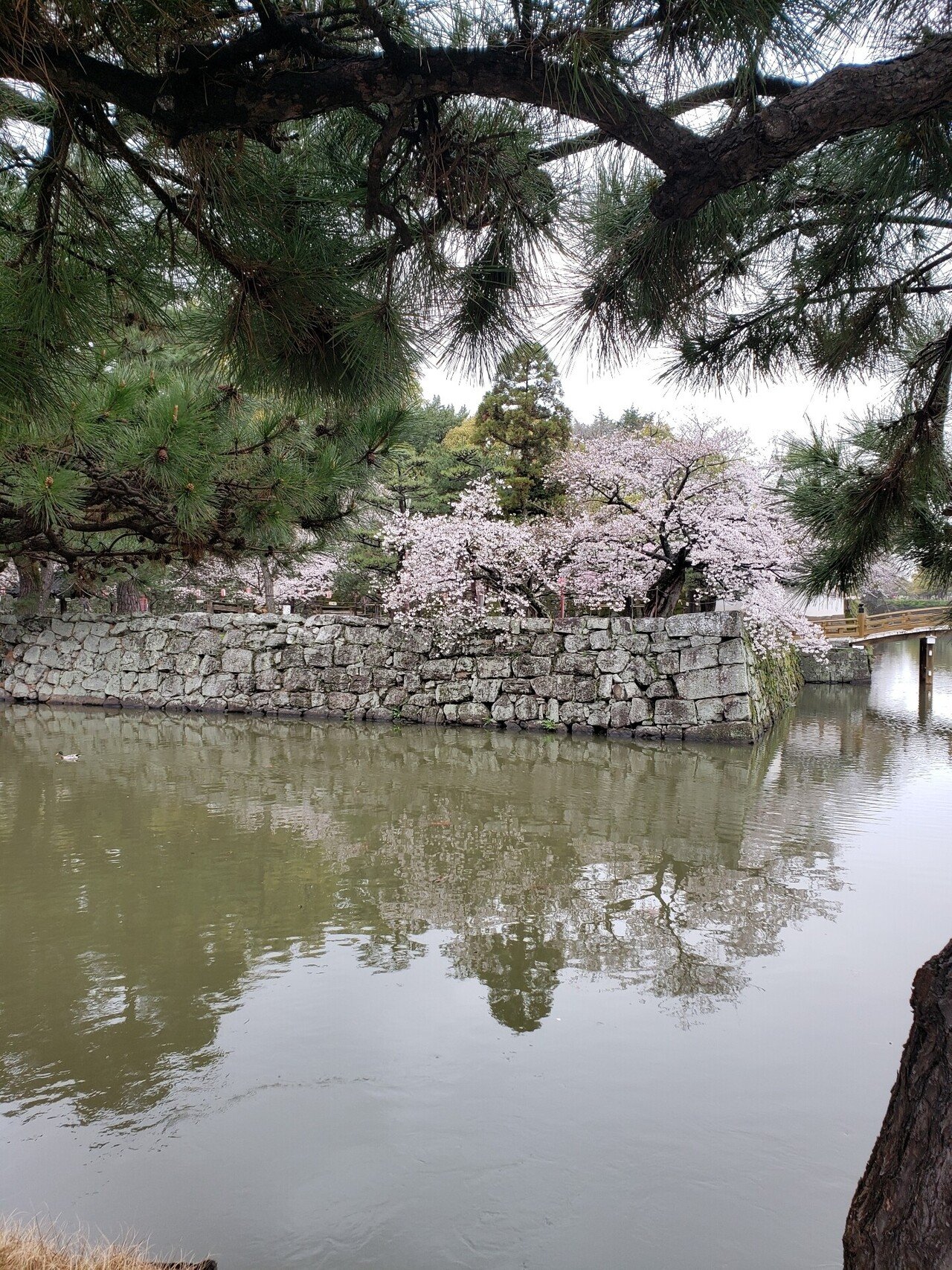 都会の桜はもう満開。我が町の桜はまだ七分咲き🌸 今日は昨日と違って雨☔の花冷え🥶 まだ暫くはお花を楽しませてくれそうです♪ 追記⬇️ ここだけは日当たりが良いのかいつも他より咲くのが早くて綺麗 ...