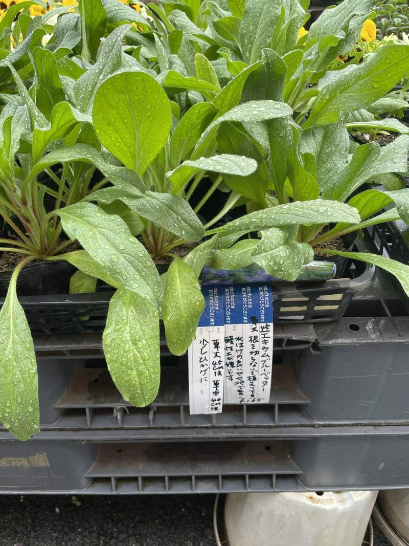 夜にまぎれて、の日。｜ sio｜note